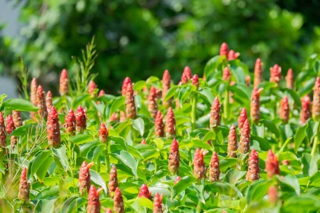 How to grow a ginger plant | Better Homes & Gardens Australia