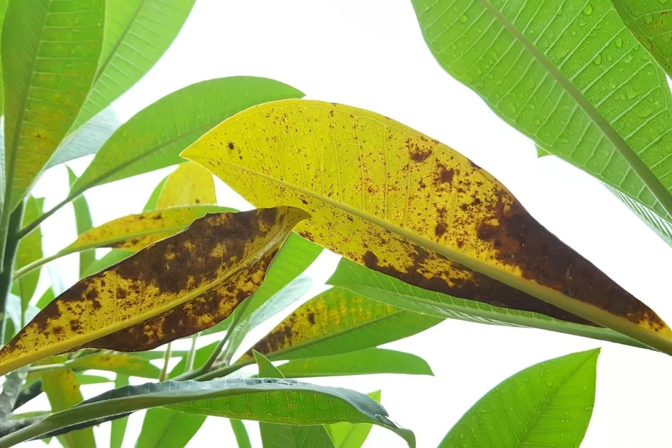 How To Grow Frangipanis | Better Homes & Gardens Australia