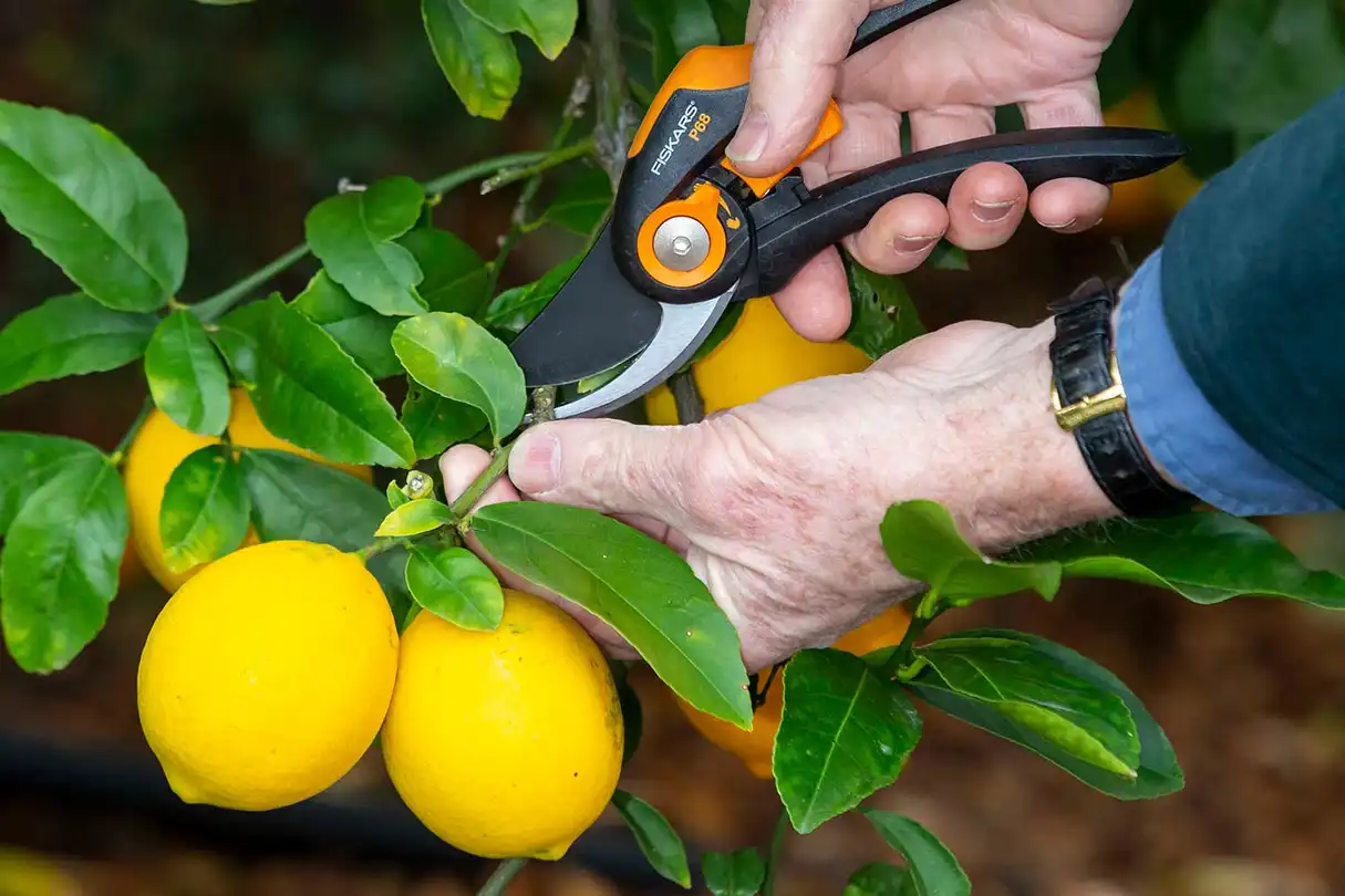 How To Prune Fruit trees: lemons, apricots and more