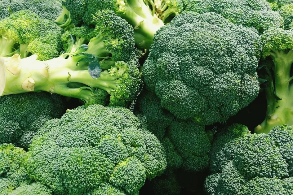 Broccoli Gardening 101: How to Grow Your Own Broccoli