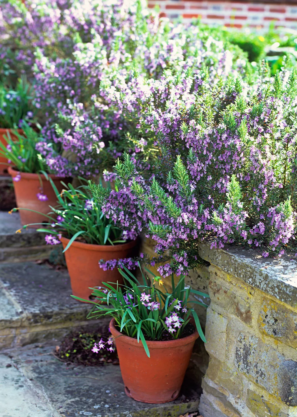How to grow rosemary | Better Homes & Gardens Australia