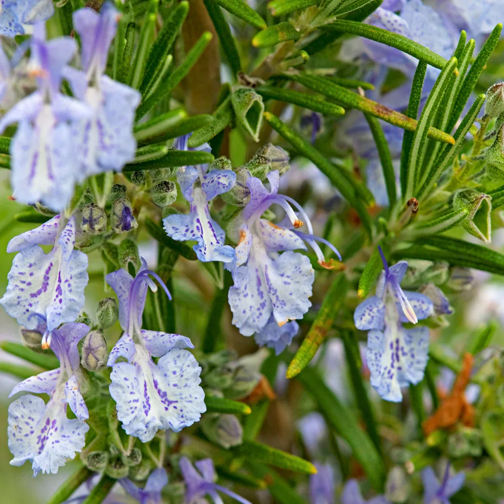How to grow rosemary | Better Homes & Gardens Australia