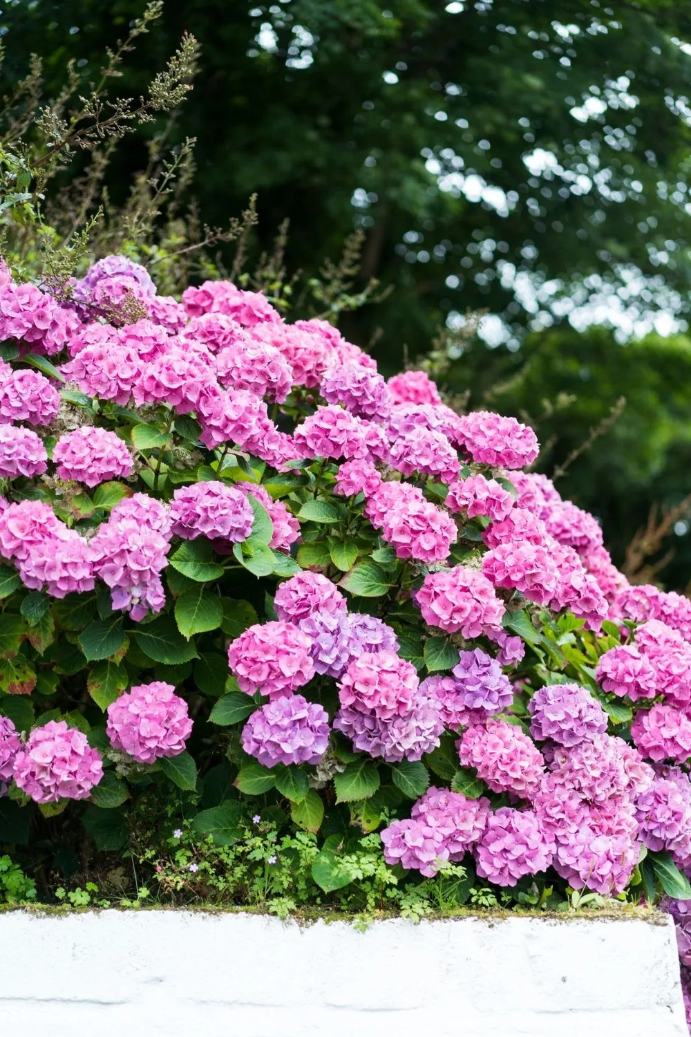 How to grow hydrangeas in your backyard