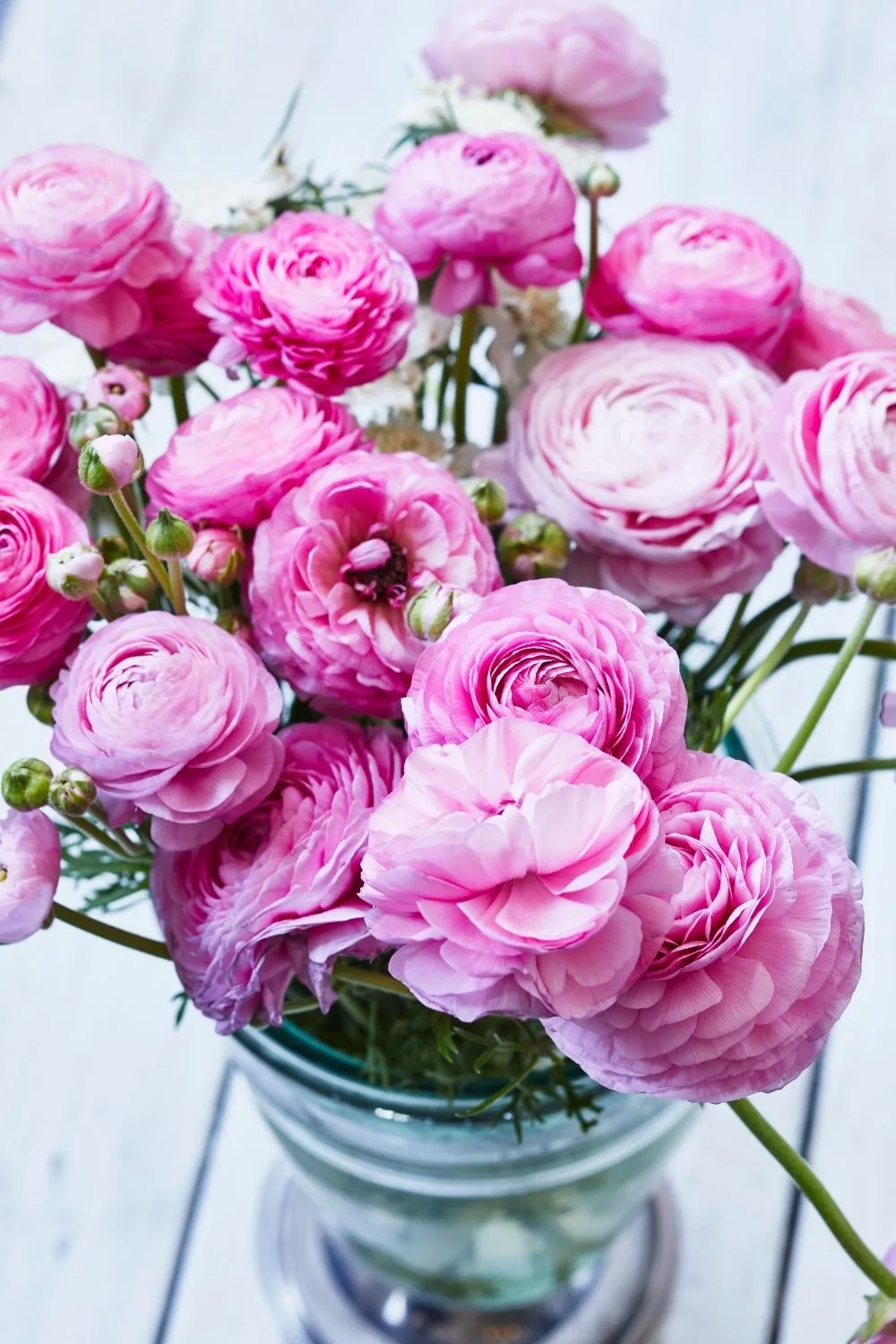 How to grow and care for ranunculus flowers