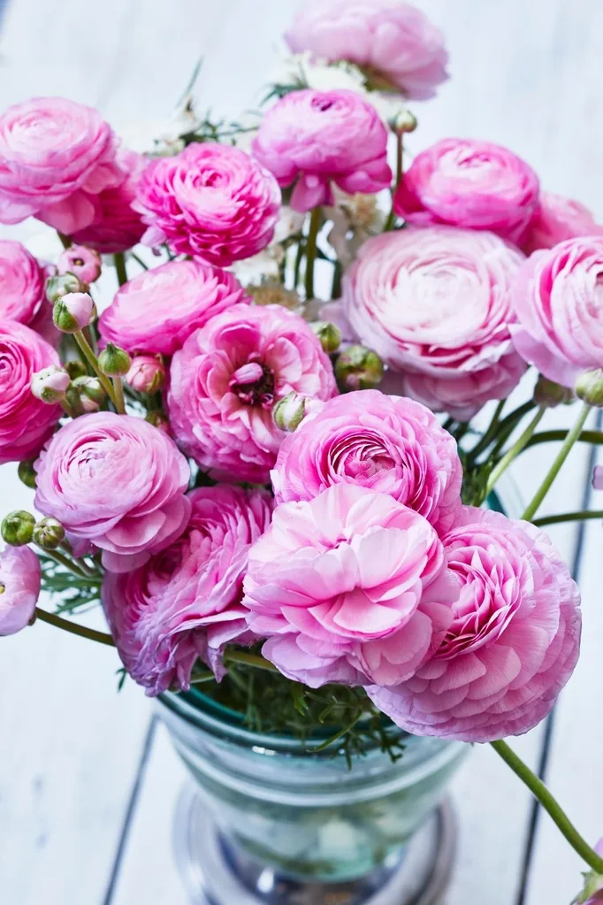 How to grow and care for ranunculus flowers