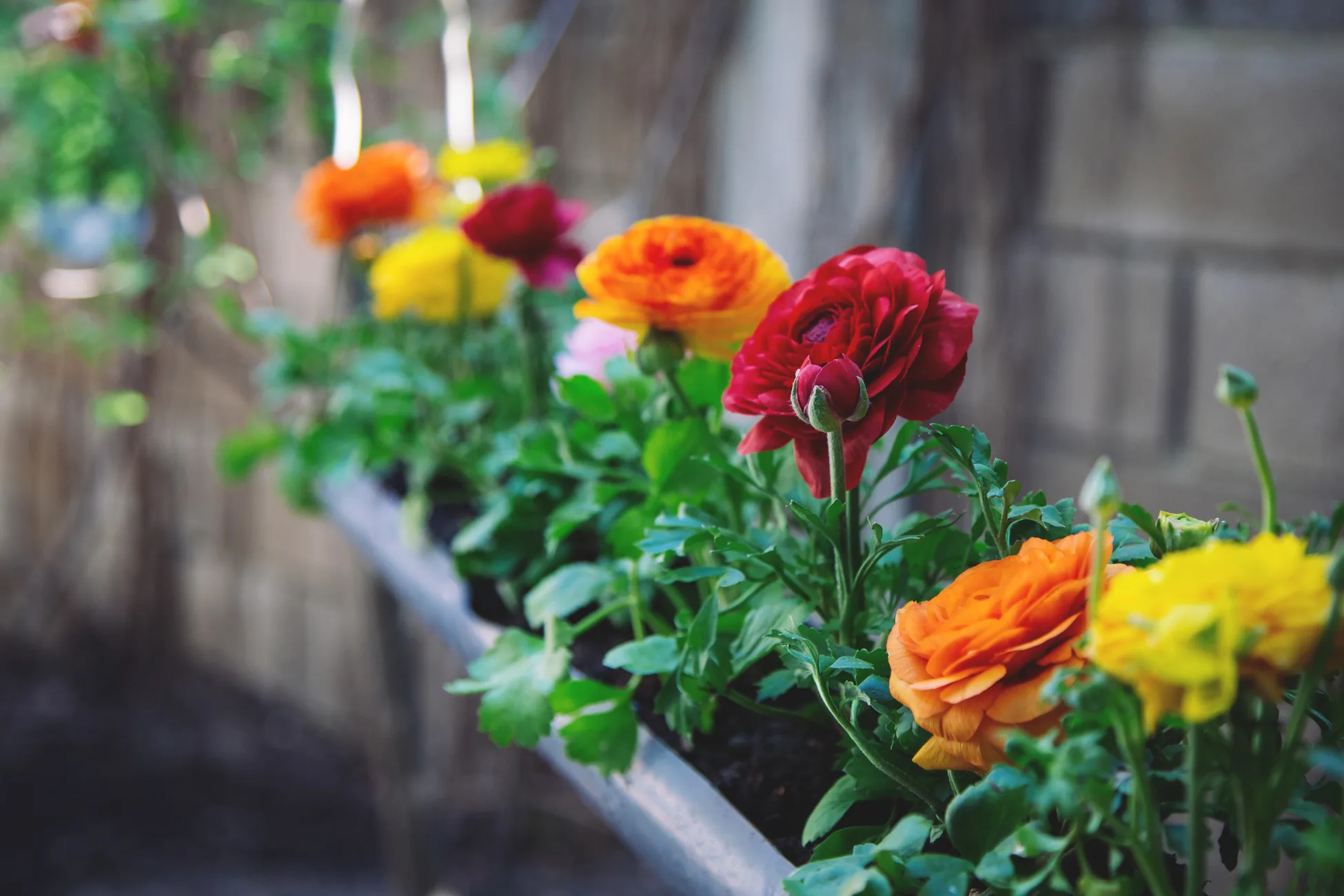 How to grow and care for ranunculus flowers