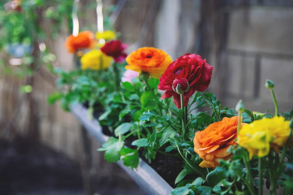 How to grow and care for ranunculus flowers