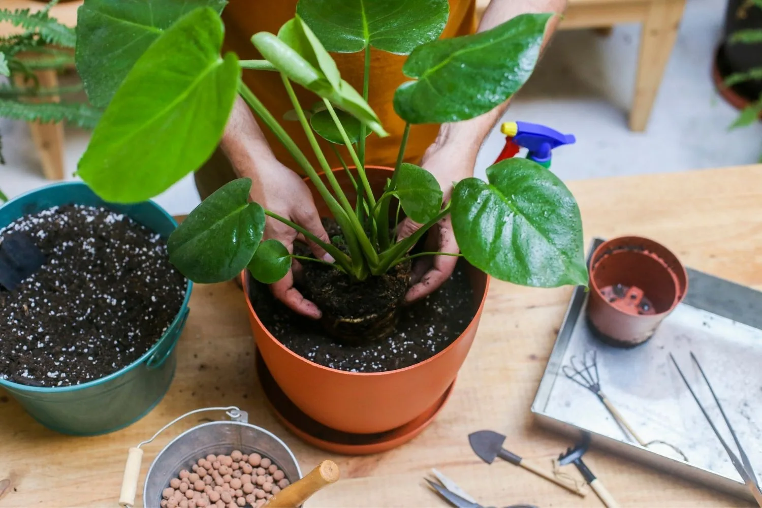 How to save a dying or dead plant | Better Homes & Gardens Australia