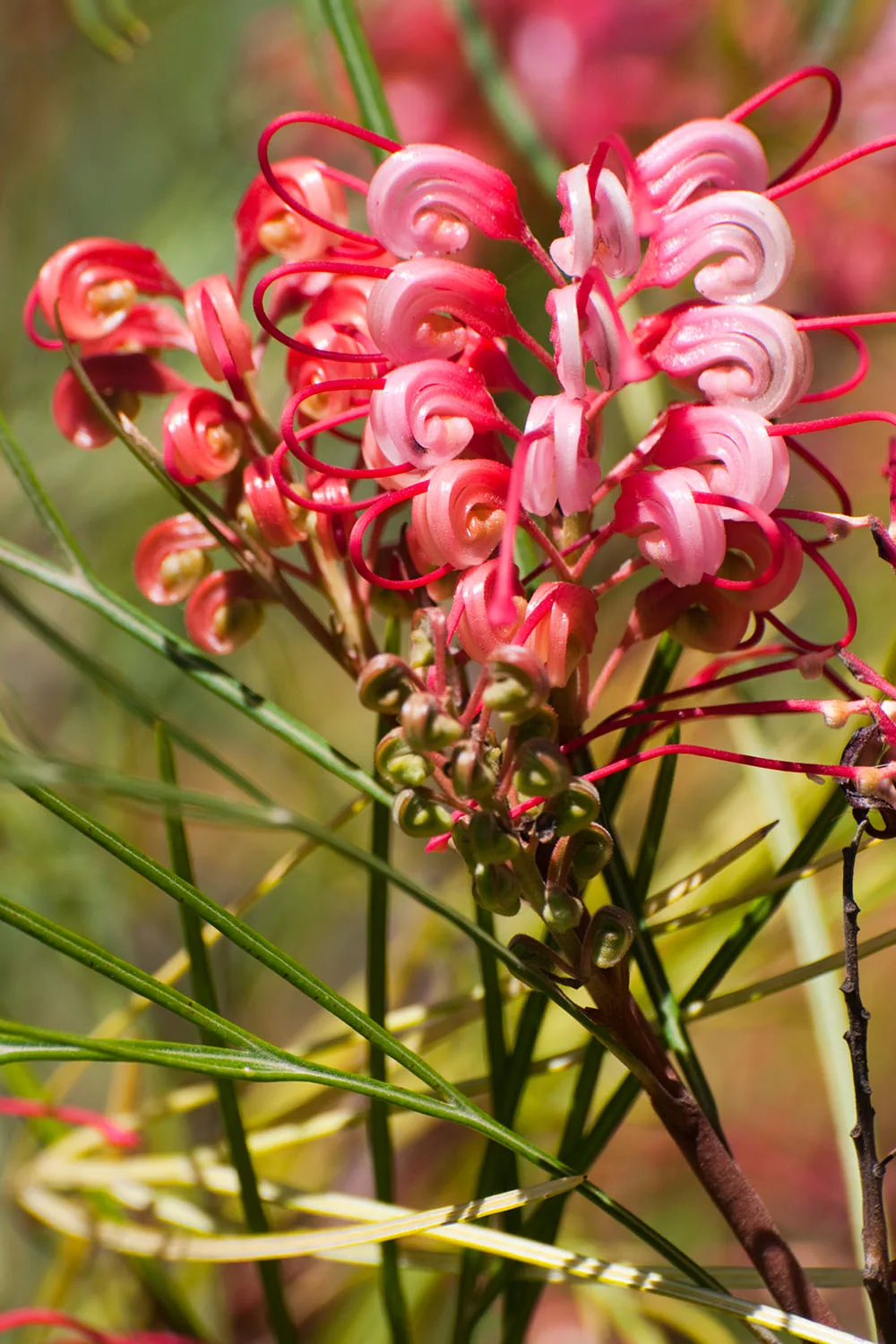 Our guide to growing stunning Australian native flowers