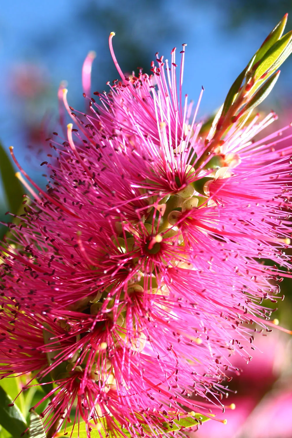 Our guide to growing stunning Australian native flowers