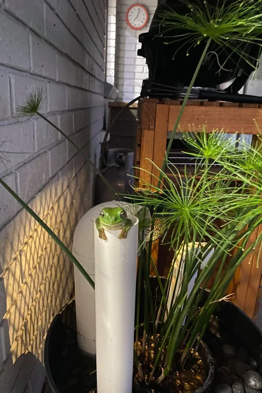 How to build a frog motel in your backyard | Better Homes & Gardens ...