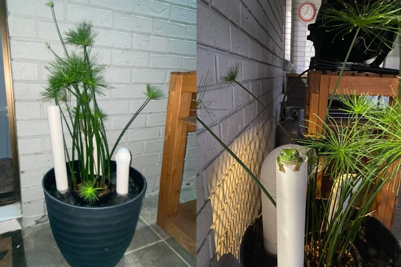 How to build a frog motel in your backyard | Better Homes & Gardens ...