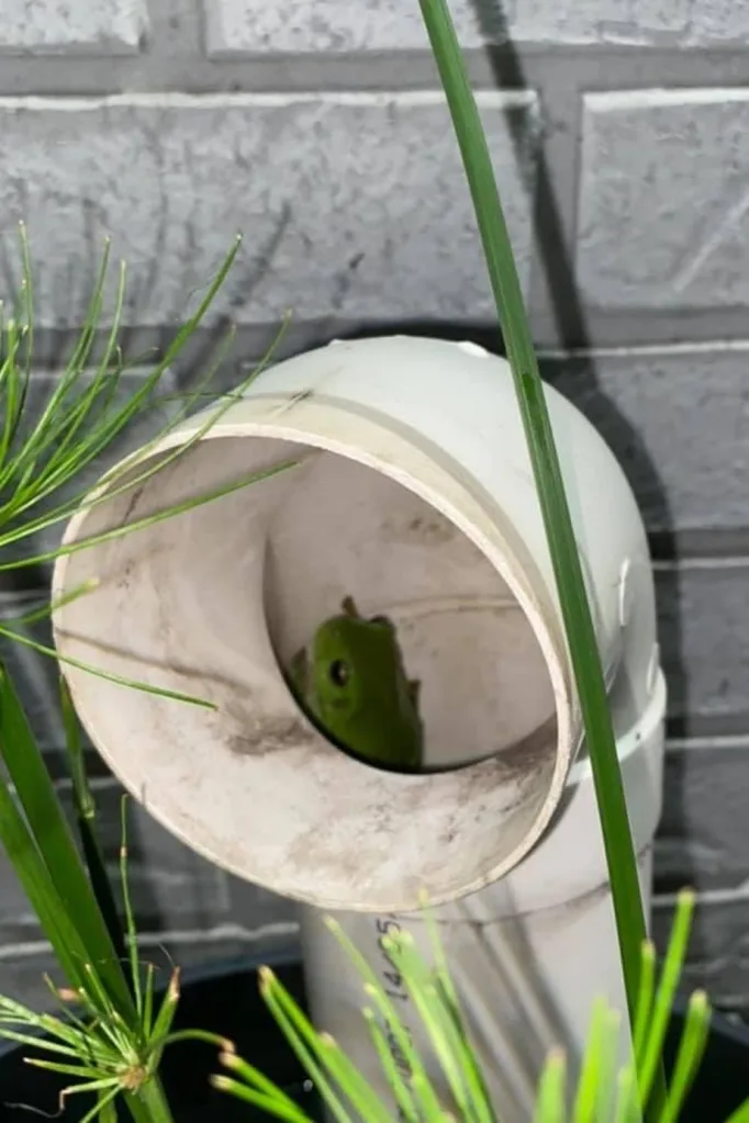 How to build a frog motel in your backyard | Better Homes & Gardens ...