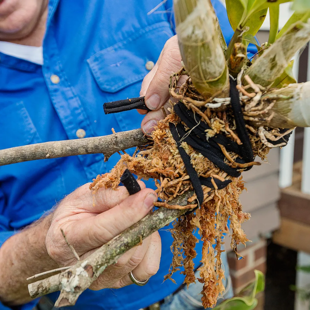 How to mount orchids to a tree | Better Homes & Gardens Australia