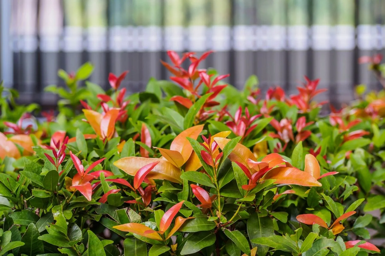 How To Grow Lilly Pilly | Better Homes & Gardens Australia