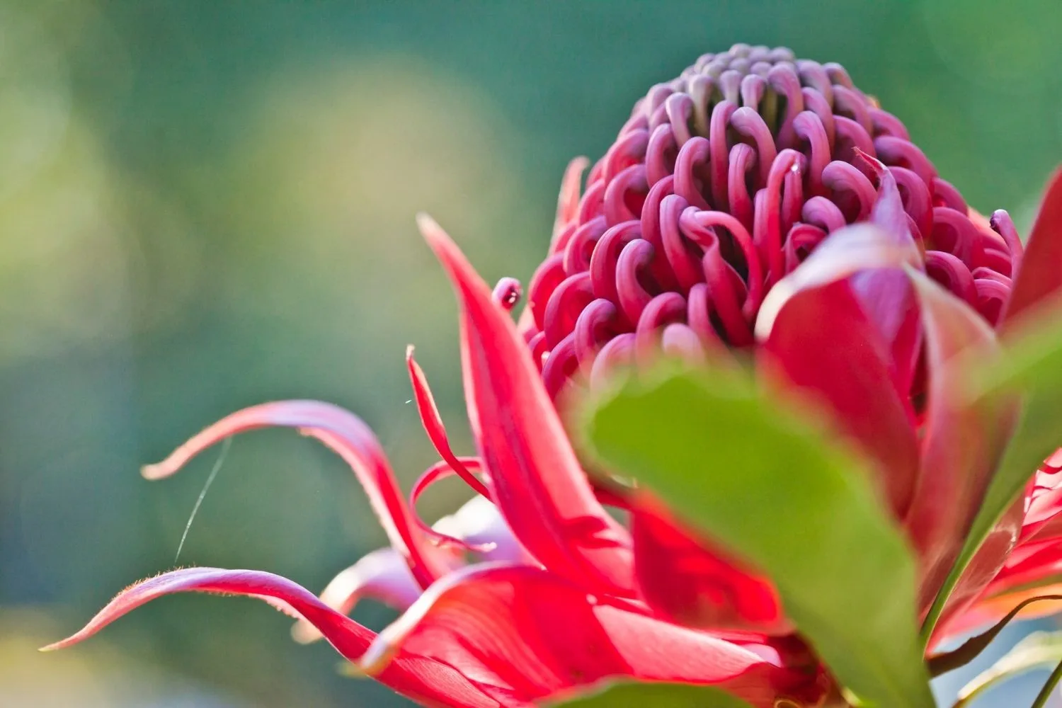 How To Grow Waratahs | Better Homes & Gardens Australia