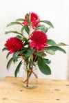 How To Grow Waratahs | Better Homes & Gardens Australia