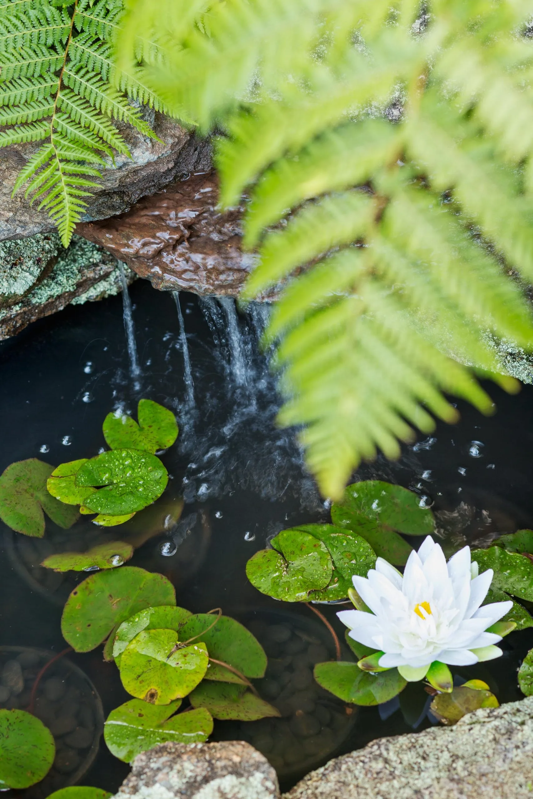 How to build a serene pond in your backyard