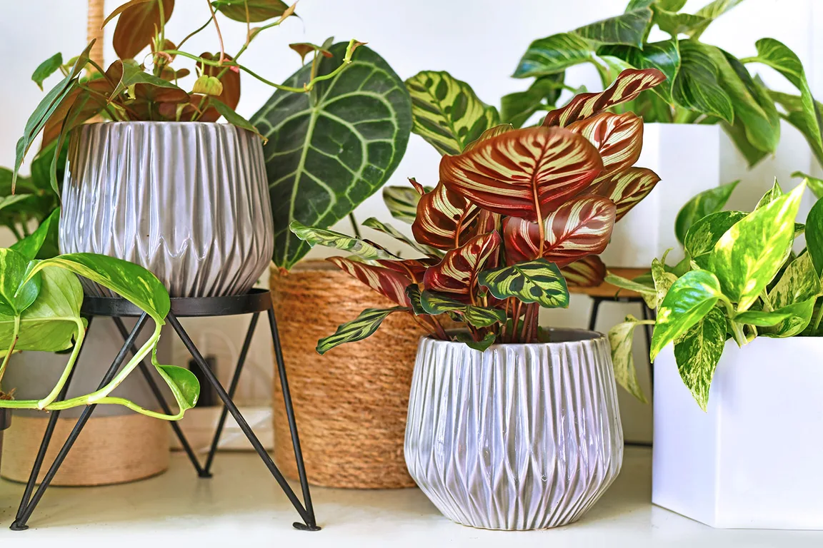 Natural ways to get rid of gnats on indoor plants