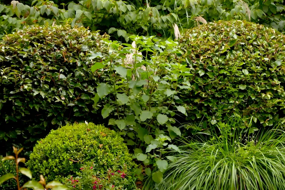 Topiary for beginners with Charlie Albone