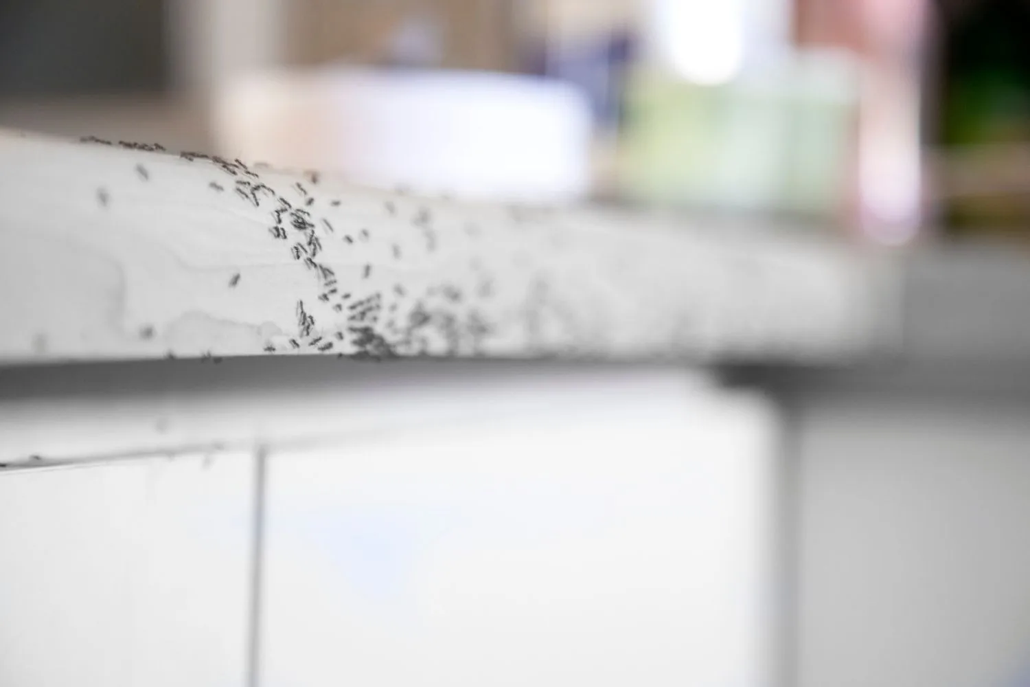 How to banish kitchen ants quickly and naturally