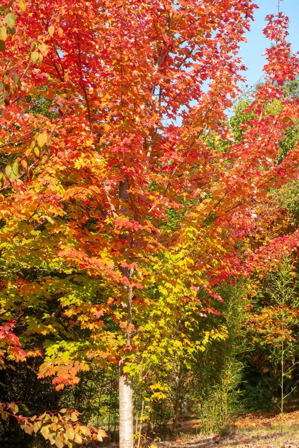 10 of the best autumn trees | Better Homes & Gardens Australia