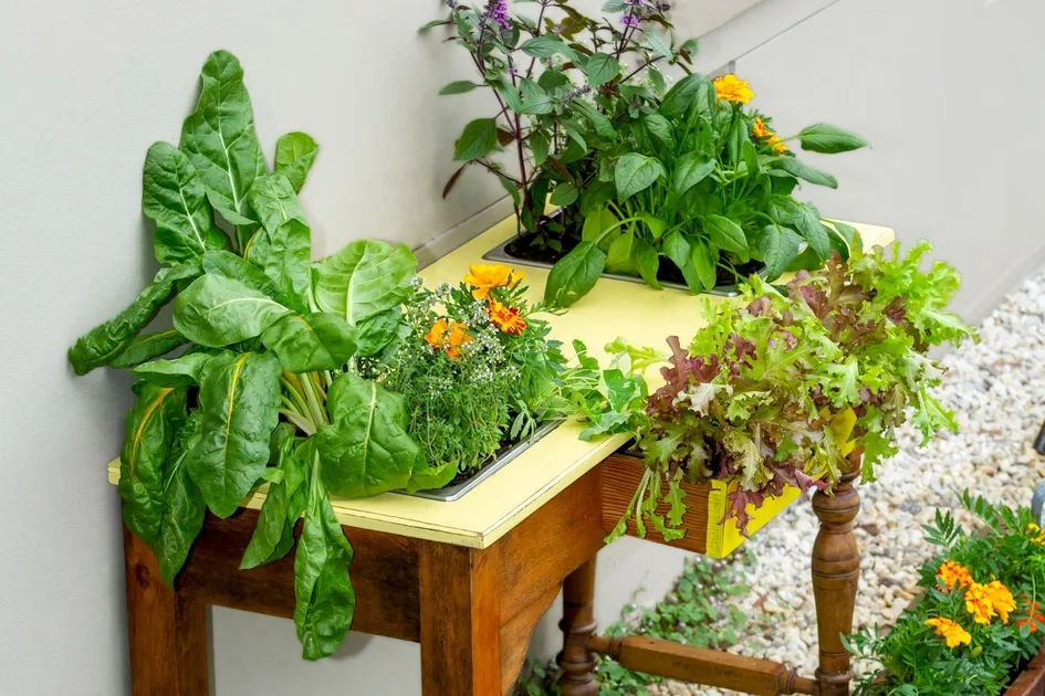 Melissa makes a lettuce table planter | Better Homes and Gardens