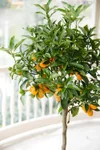 Citrus trees: How to grow in your backyard and in pots