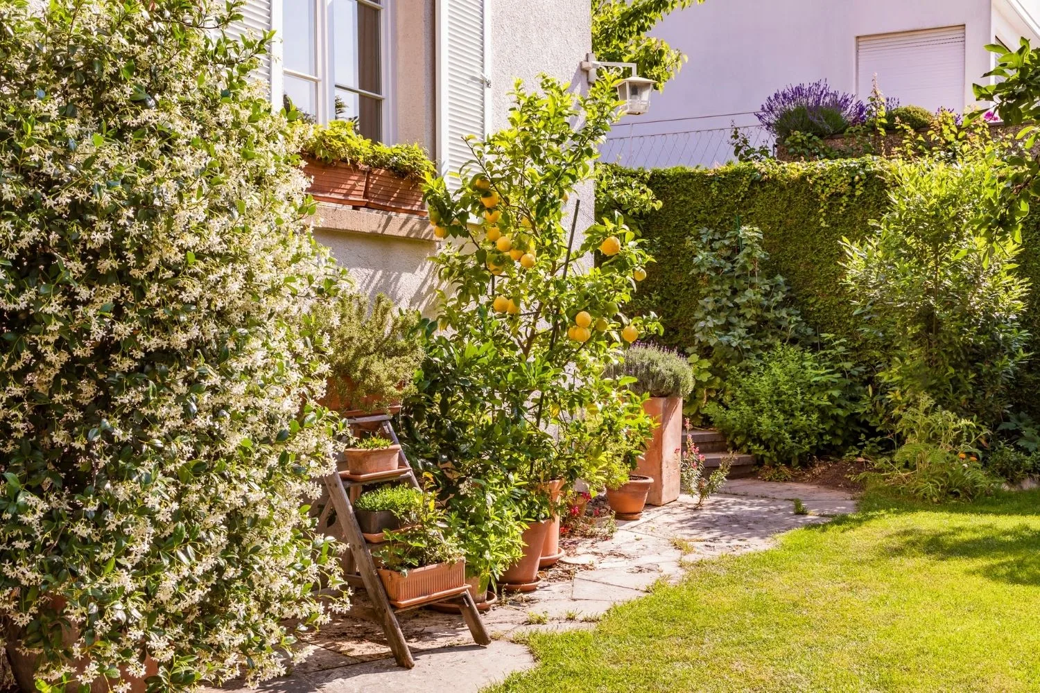 Citrus trees: How to grow in your backyard and in pots