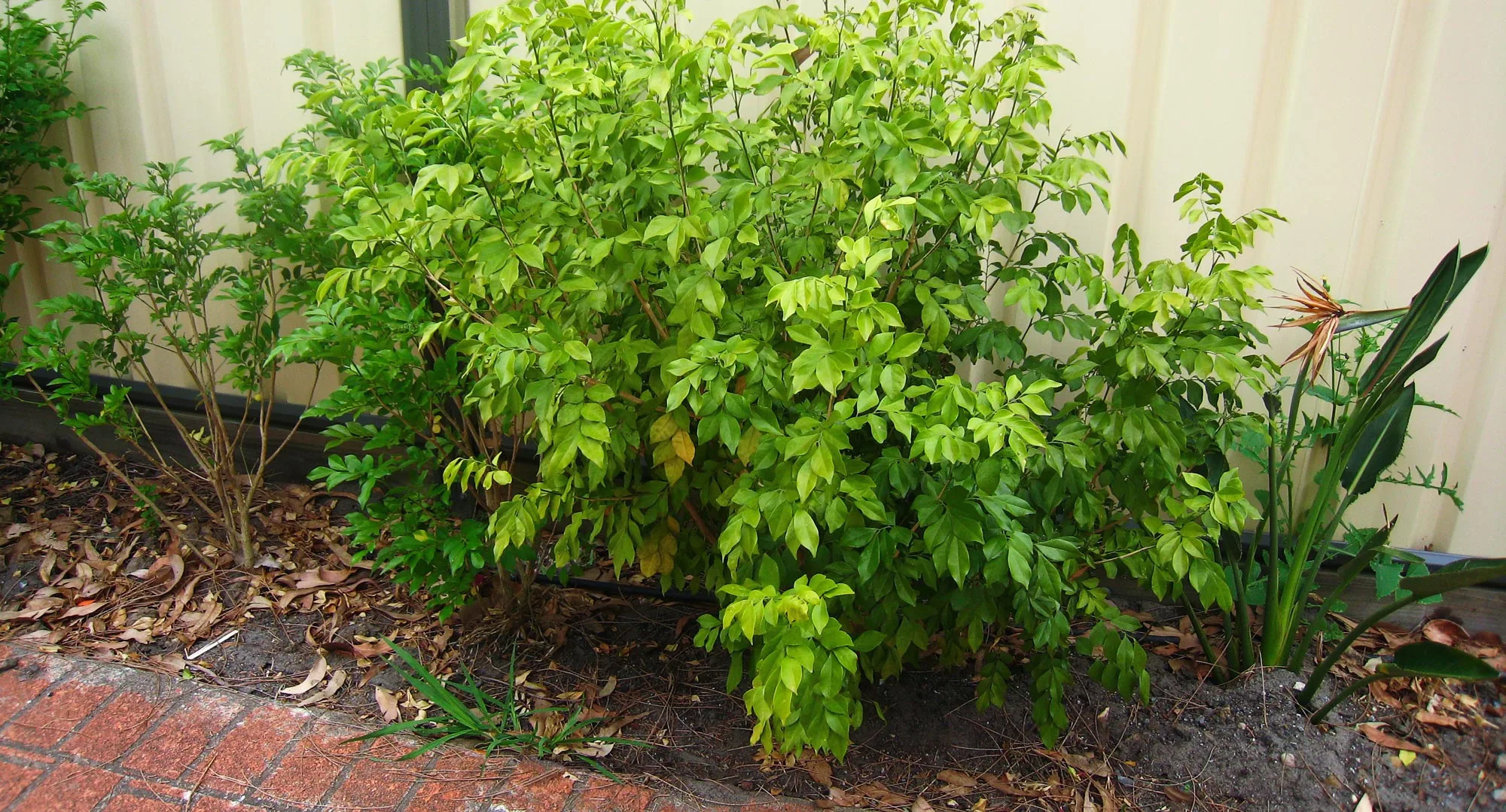 Bring your murraya hedge from the brink - Better Homes & Gardens Australia