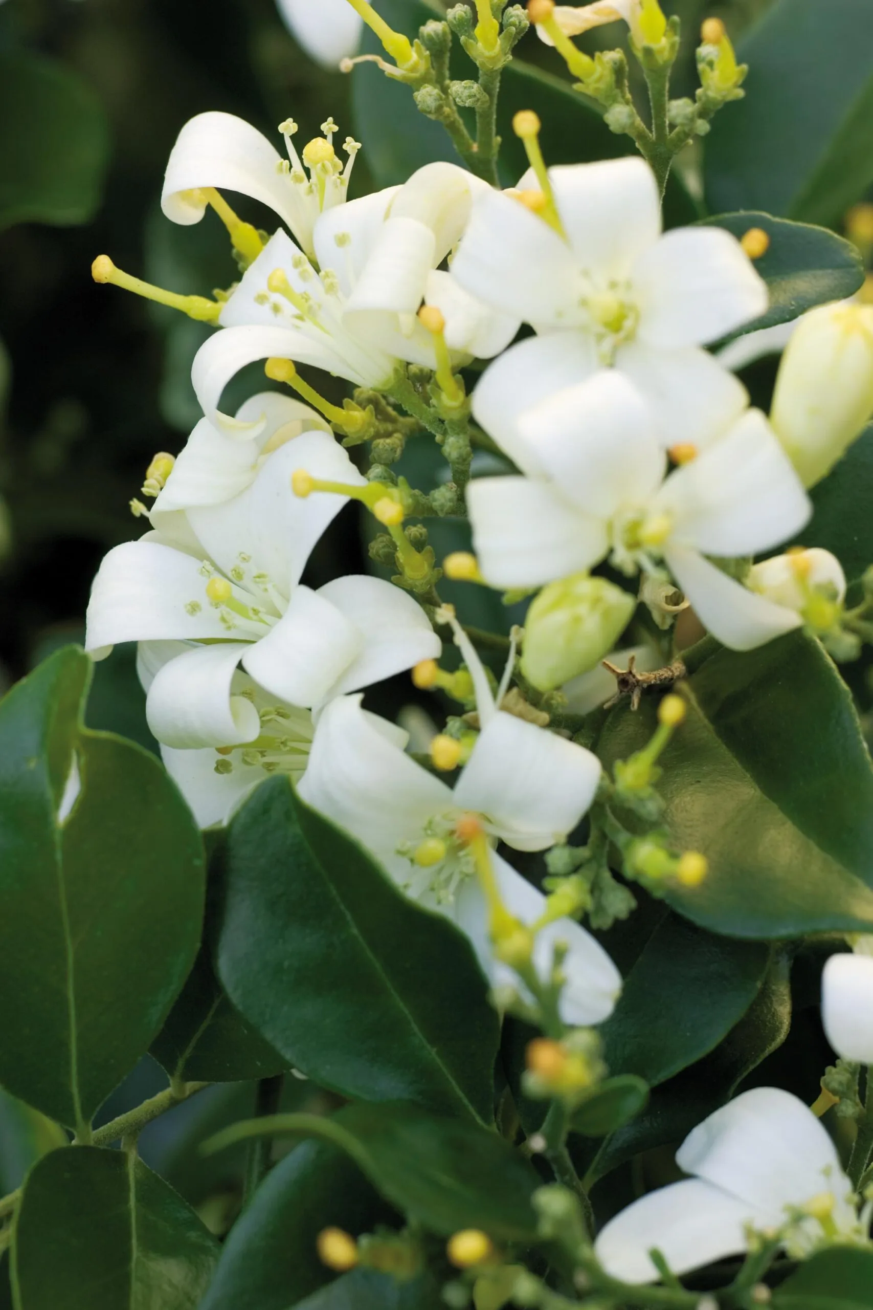 Bring your murraya hedge from the brink - Better Homes & Gardens Australia