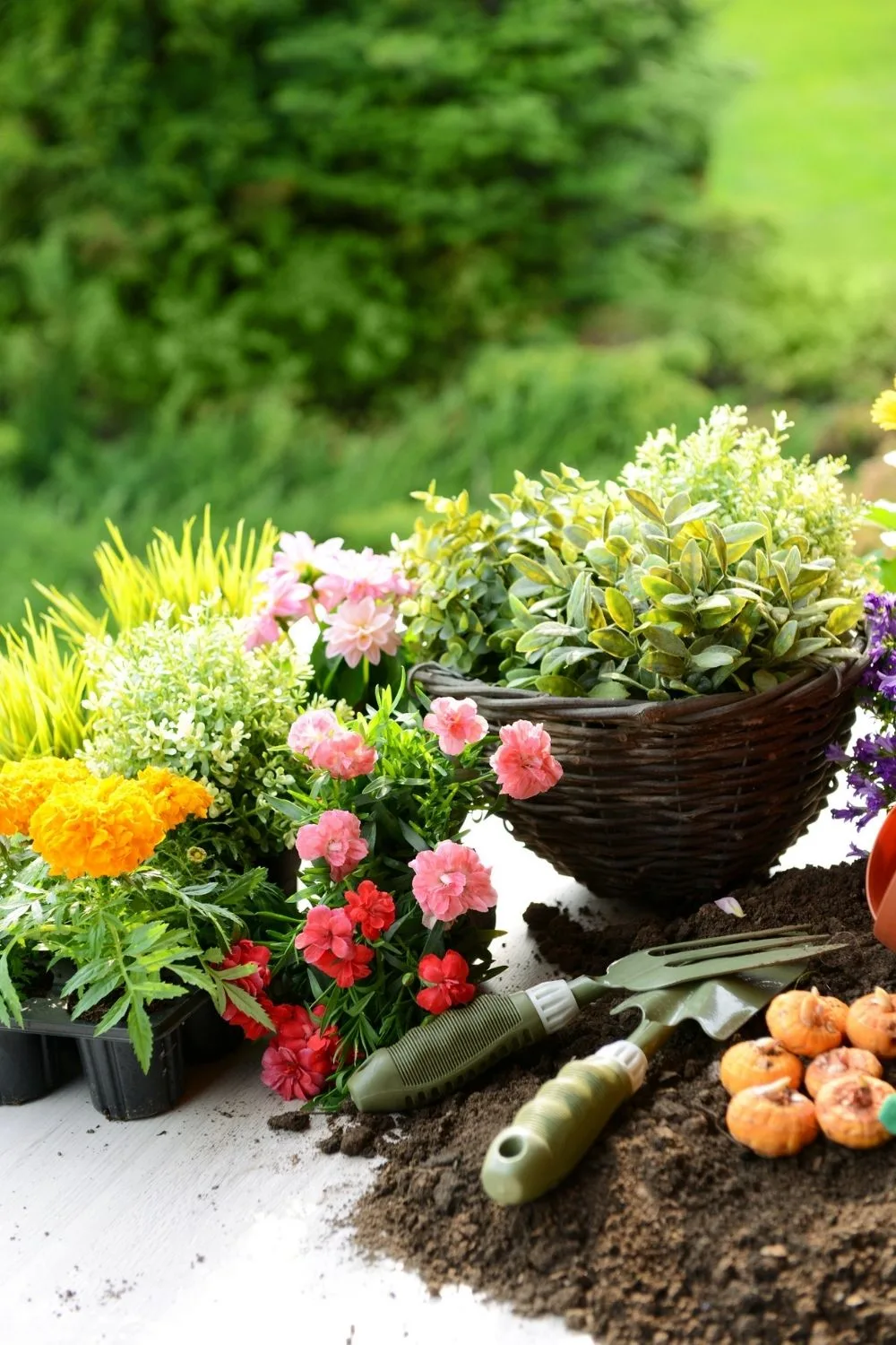 How to plant and grow bulbs | Better Homes & Gardens Australia