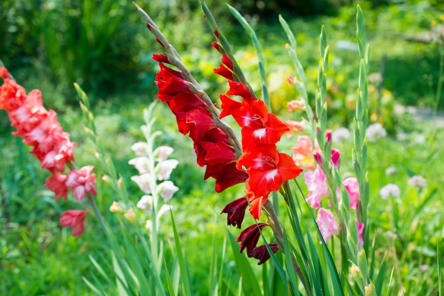 Gladiolus: How to grow glamorous gladiolus flowers