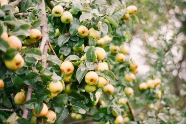 Pear tree: How to grow and harvest in a garden