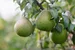 Pear tree: How to grow and harvest in a garden