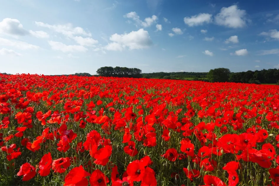 Anzac day flower meanings and history explained