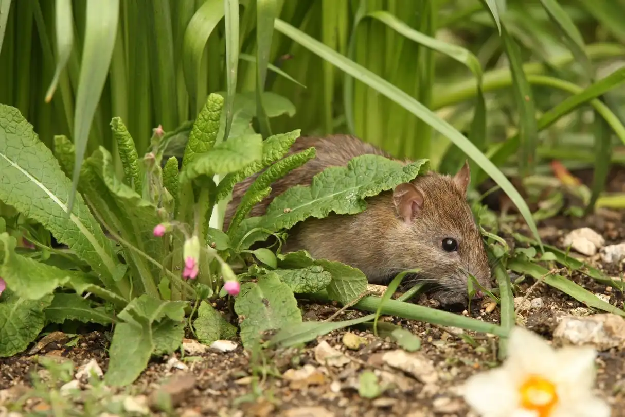 Get rid of rats in your garden without poison or traps