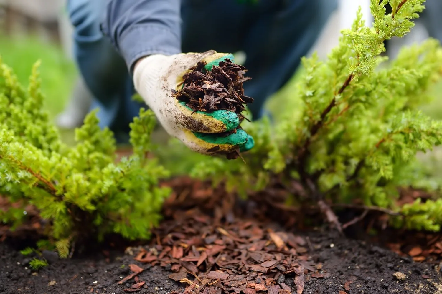 Mulch: The best types of mulch for your garden