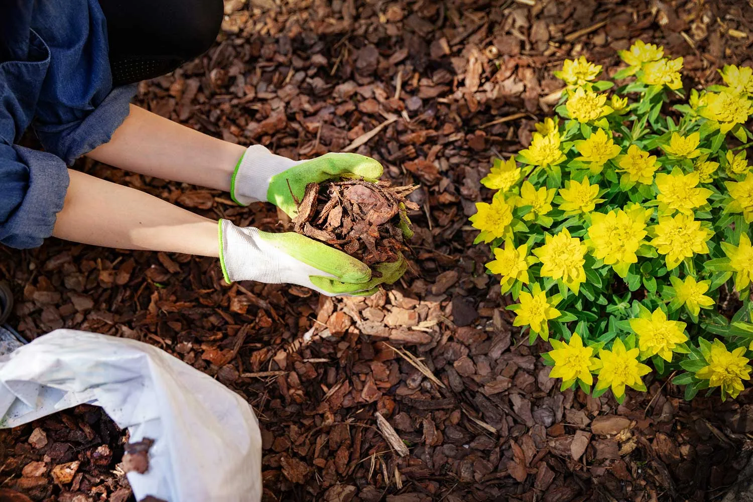 Mulch: The best types of mulch for your garden