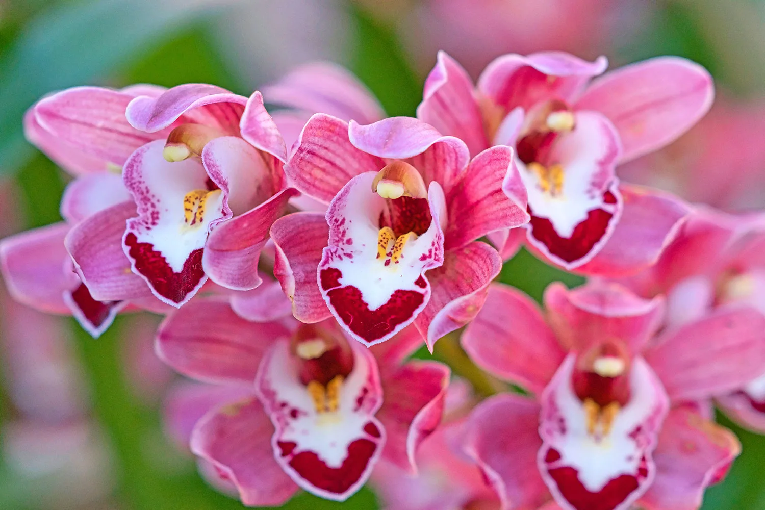 How to look after and care for your orchids