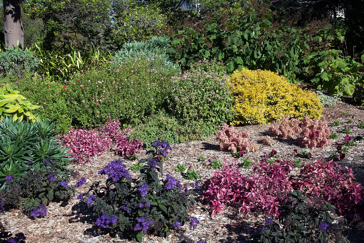 Australian Native Trees | Better Homes & Gardens Australia