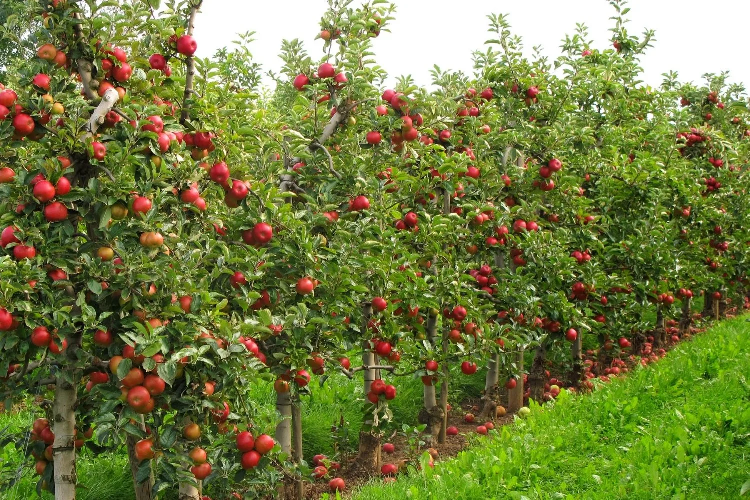 How to grow dwarf apple trees | Better Homes & Gardens Australia