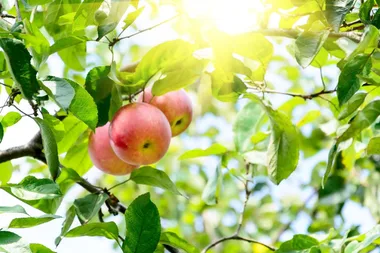 How to grow dwarf apple trees | Better Homes & Gardens Australia