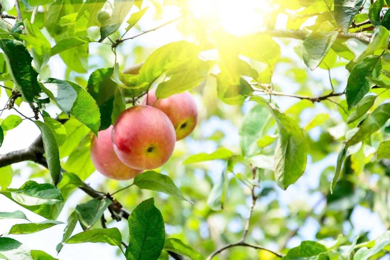 How to grow dwarf apple trees | Better Homes & Gardens Australia
