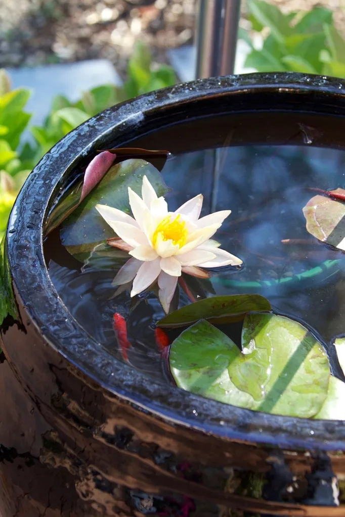 How to make a garden pond using a pot | Better Homes & Gardens Australia