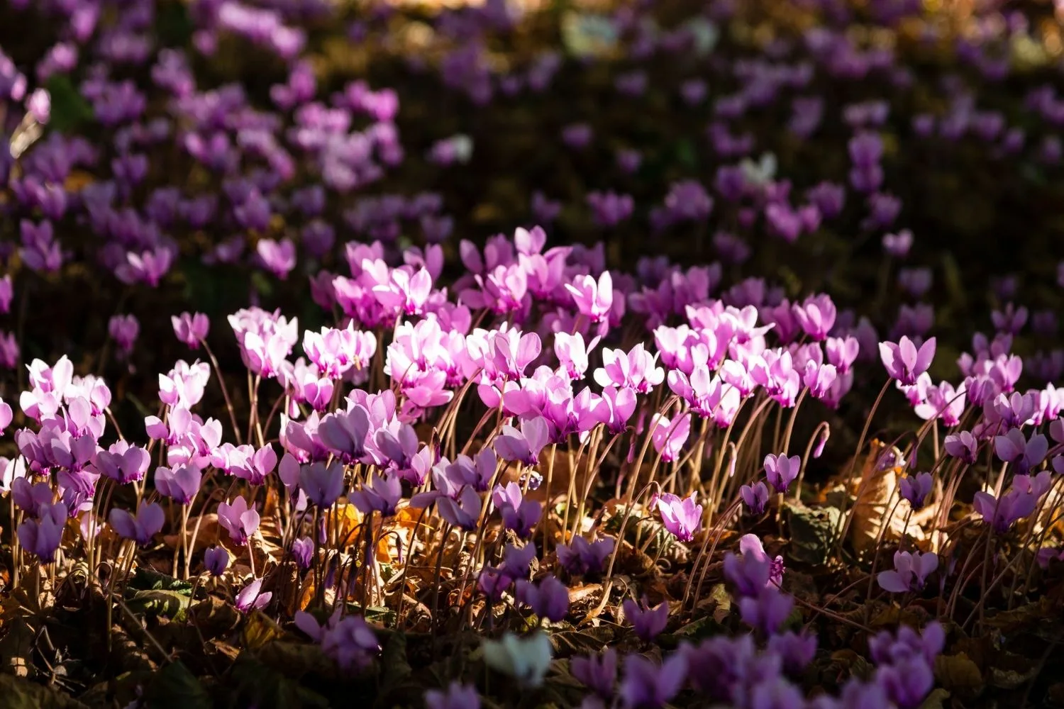 Cyclamens Plant Guide: Grow and Care Tips