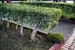 How to grow a hedge | Better Homes & Gardens Australia