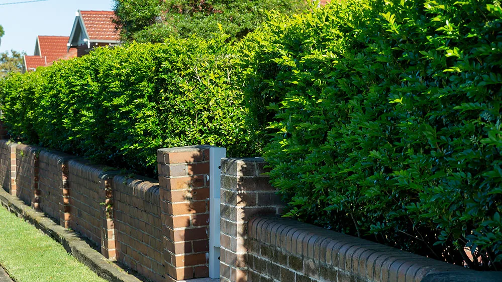 5 of the best hedge trimmers to scape your overgrown hedges - Better ...