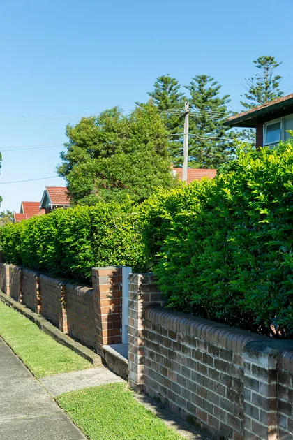 5 of the best hedge trimmers to scape your overgrown hedges - Better ...