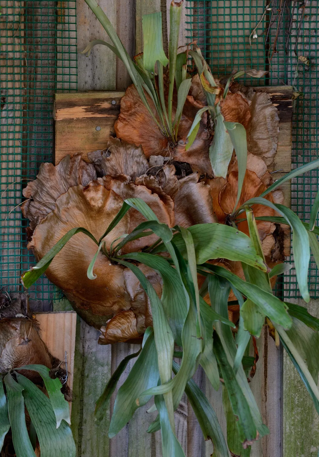 How to hang staghorn and elkhorn ferns on a wall